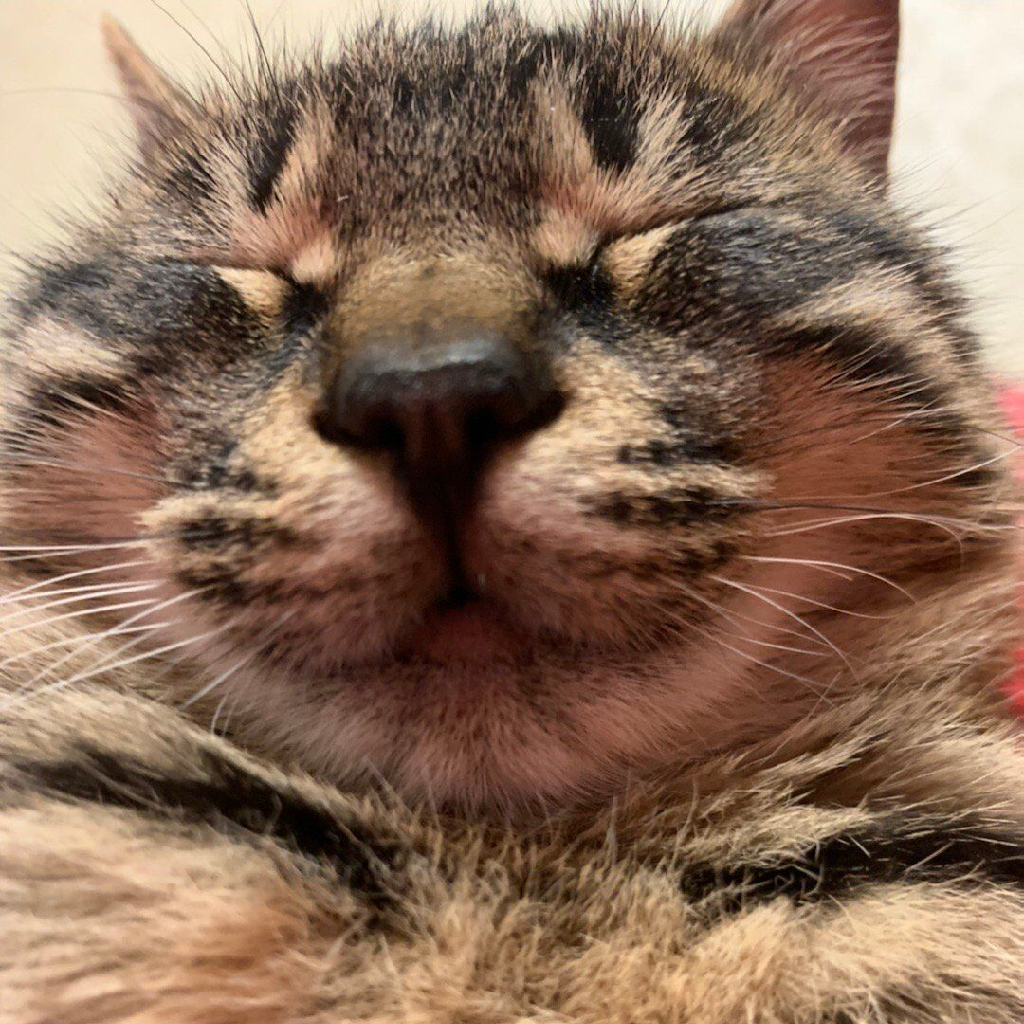 AcFun弹幕视频网 - 认真你就输啦 (・ω・)ノ- ( ゜- ゜)つロ